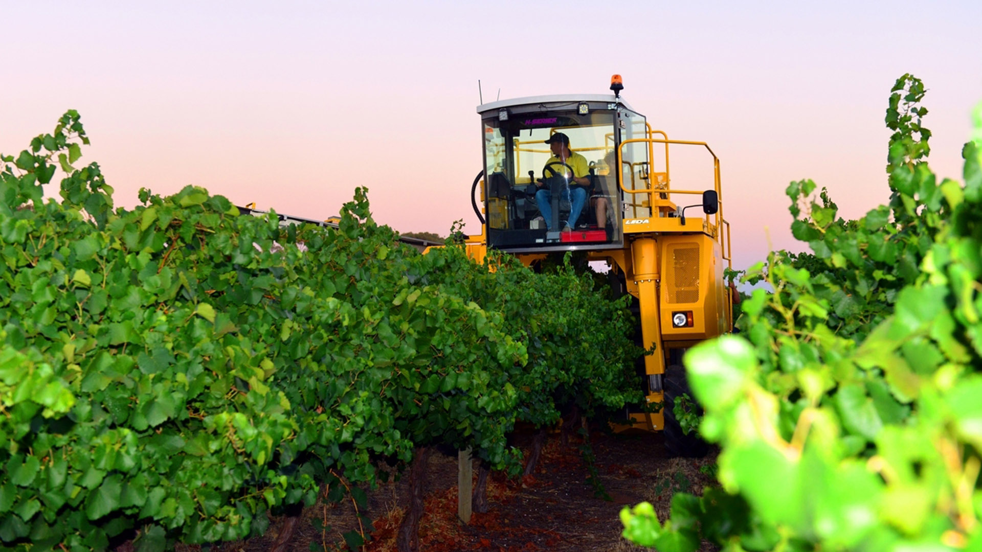 Cat®-Powered Grape Harvesters in Murray-Darling